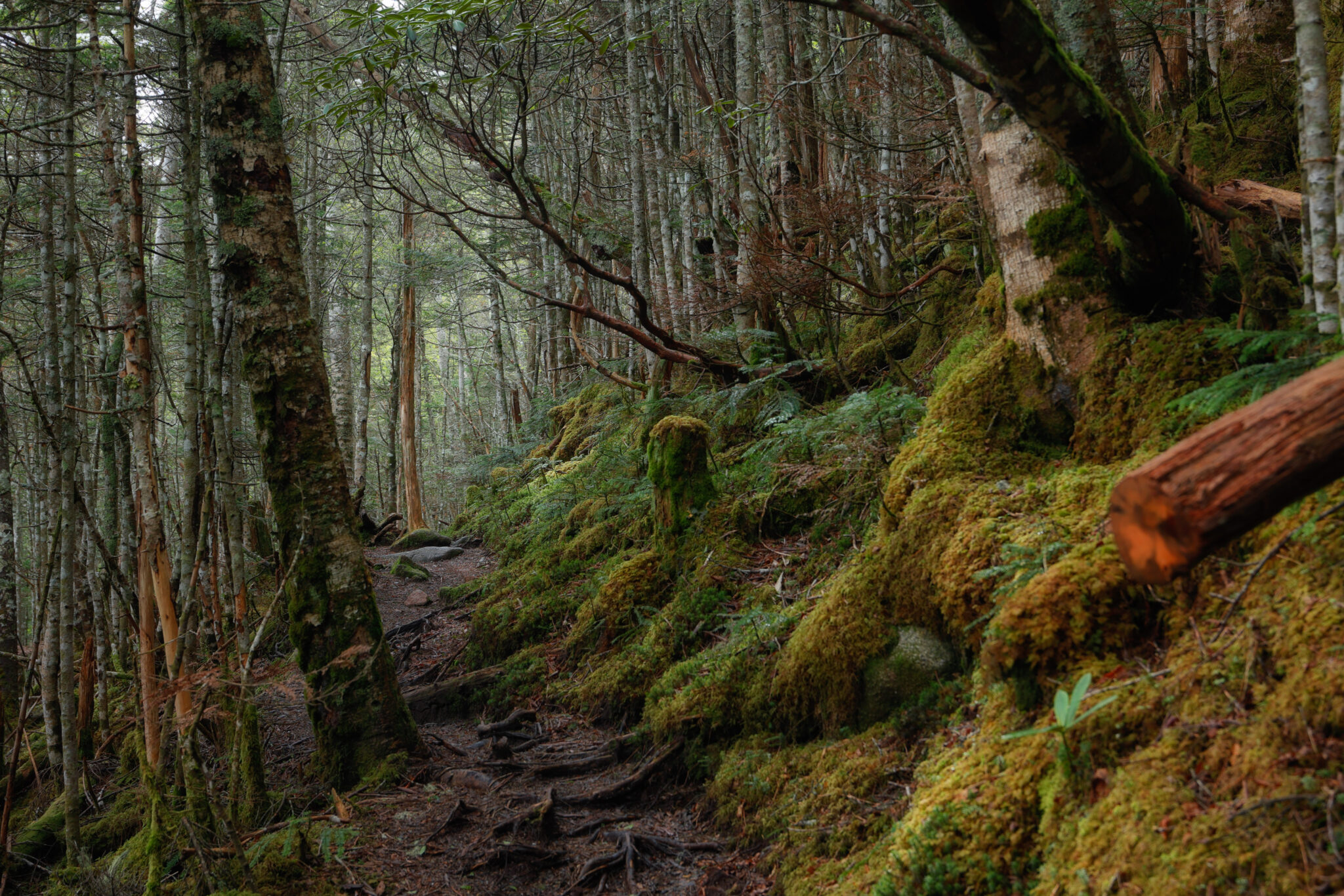 イメージングギャラリー・グリーム 第1回ネイチャーフォトコンテスト | SpaceFlier