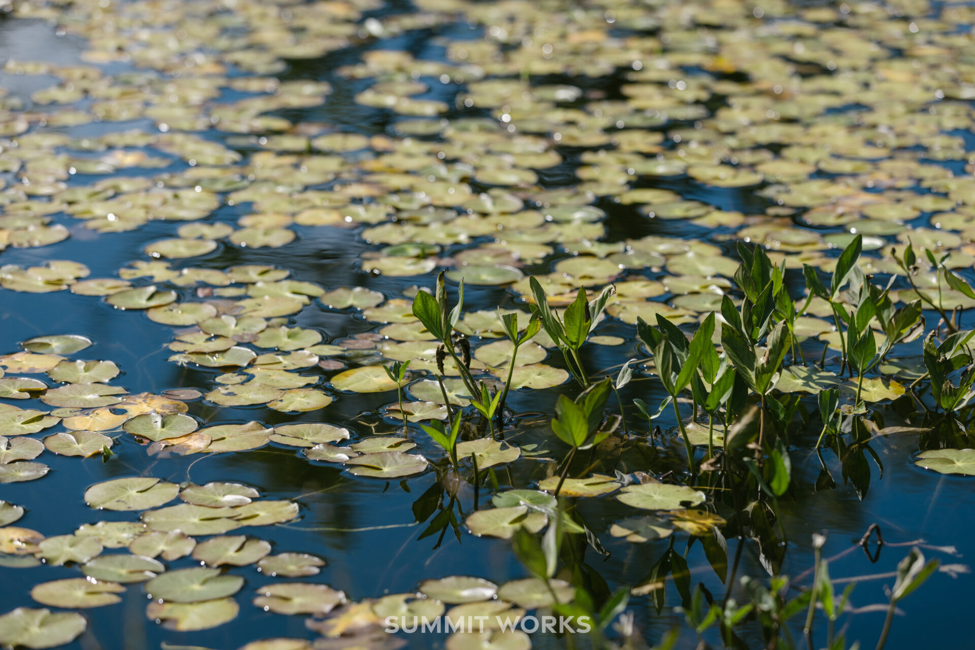 尾瀬の湿原を歩き尽くす1泊2日のテント泊 | SpaceFlier